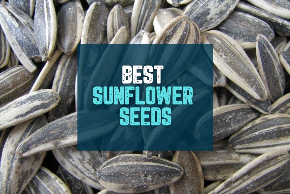 20 Best Sunflower Seeds for Baseball Players — Ranked 2026 – Baseball Mode